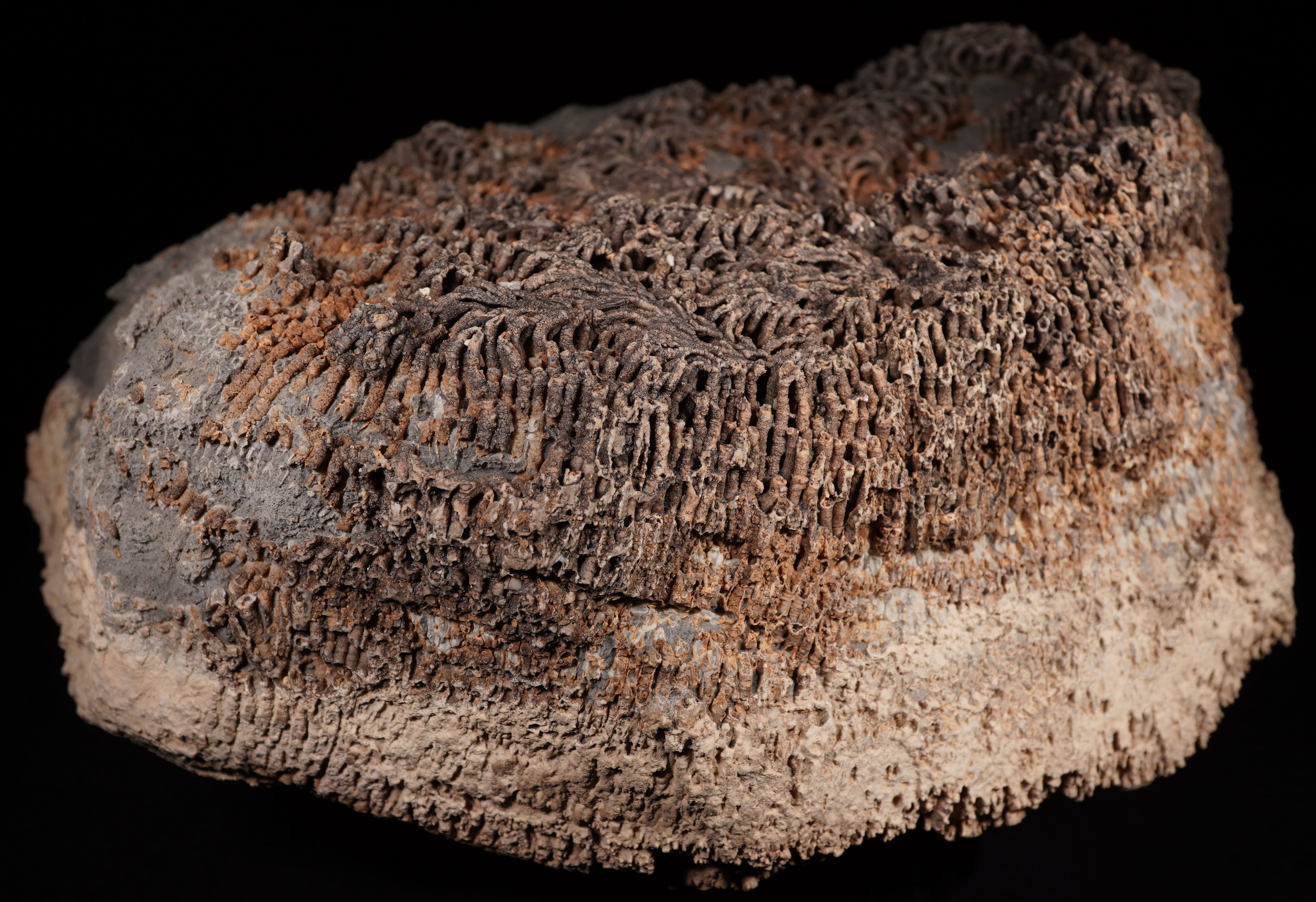 Las Vegas fossils - Member Collections - The Fossil Forum