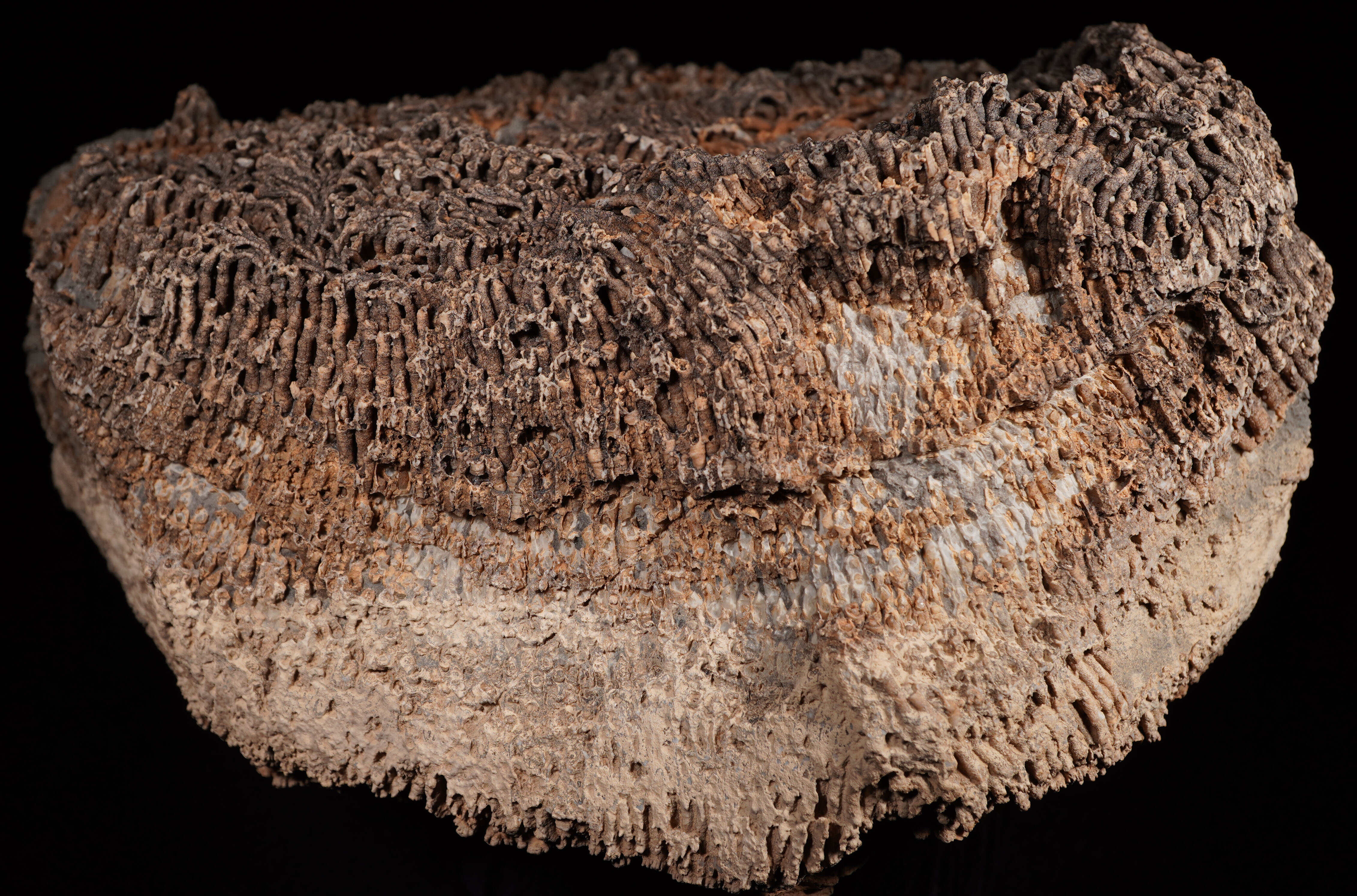 Las Vegas fossils - Member Collections - The Fossil Forum