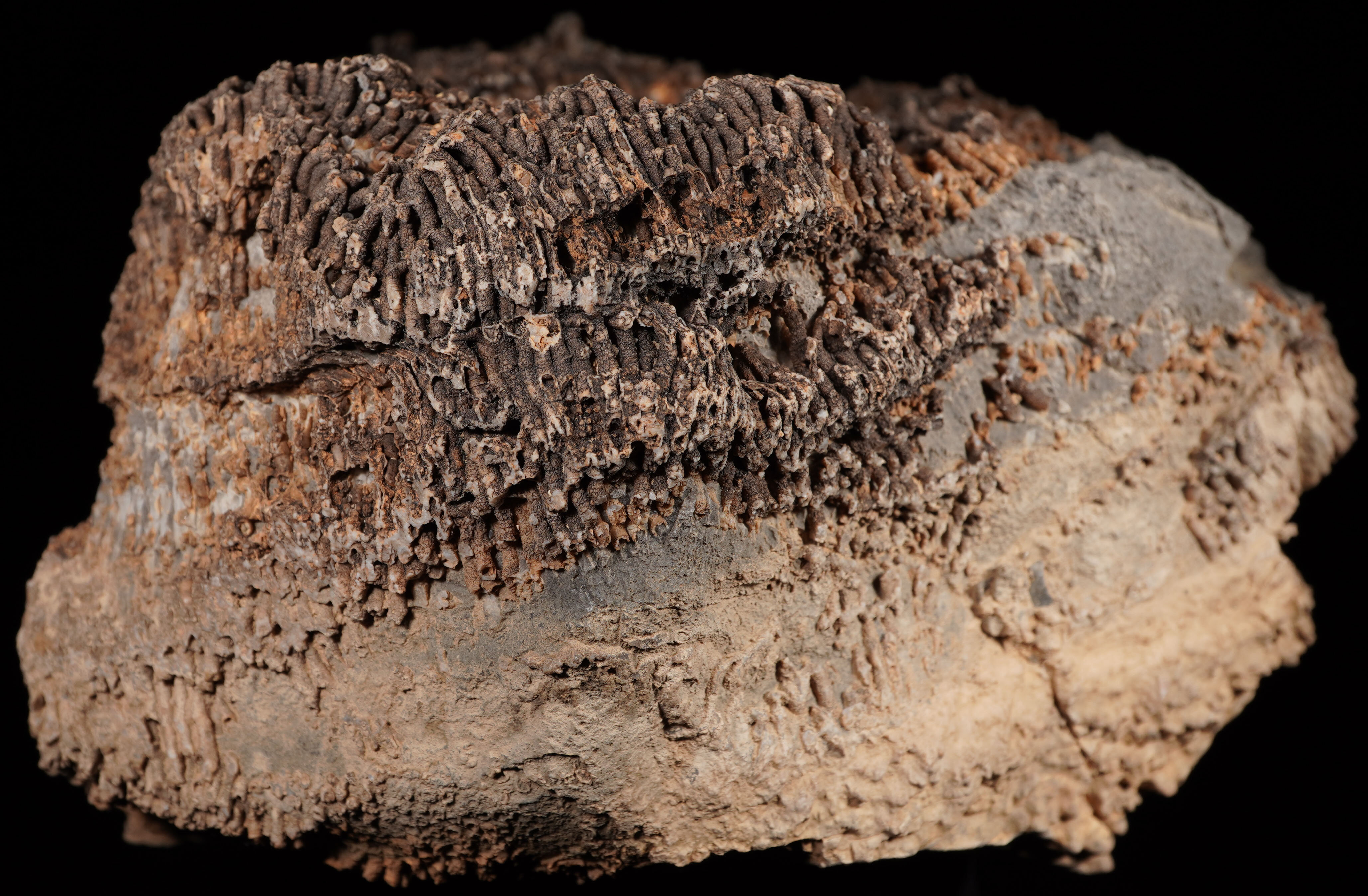 Las Vegas fossils - Member Collections - The Fossil Forum