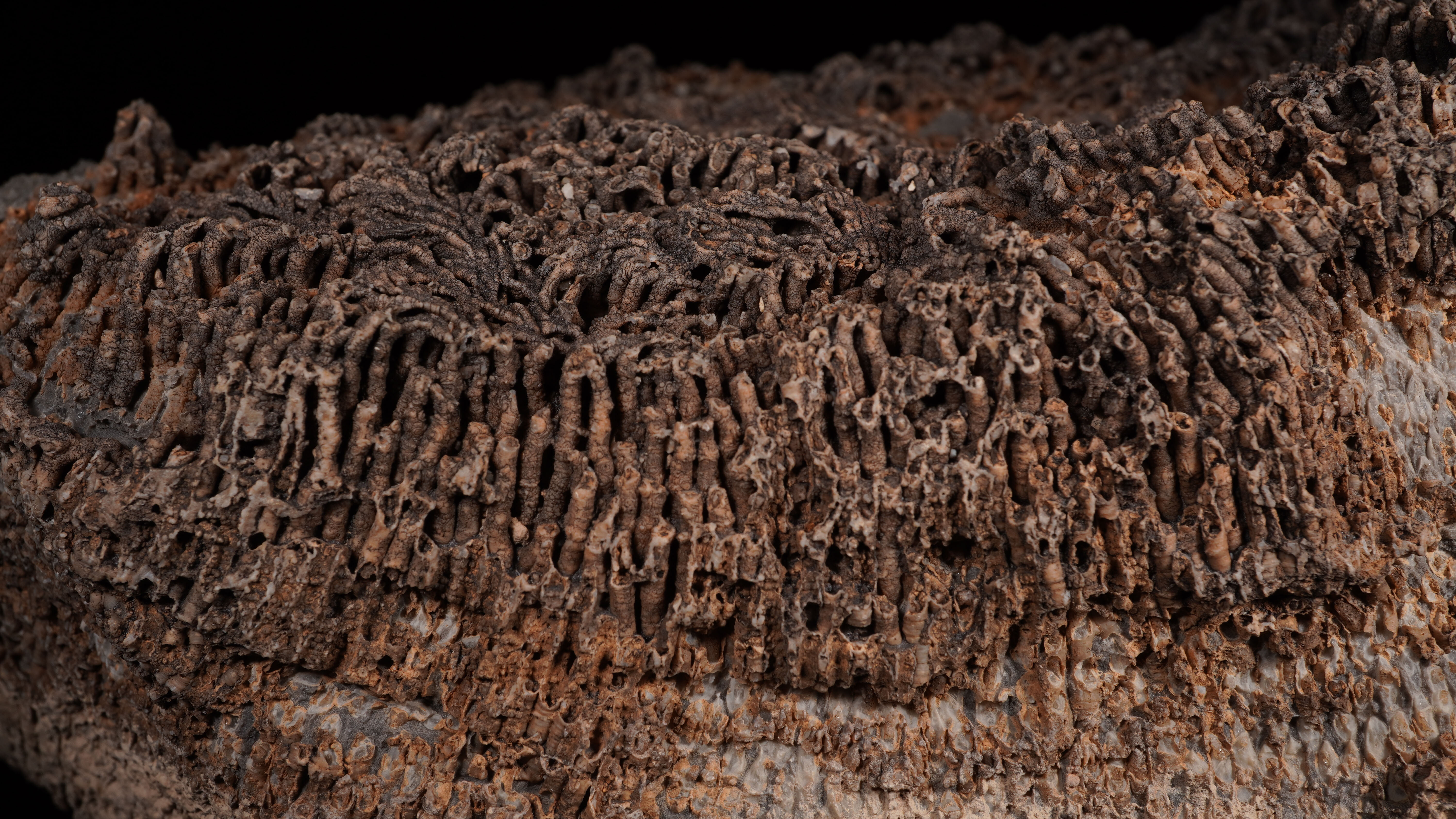 Las Vegas fossils - Member Collections - The Fossil Forum