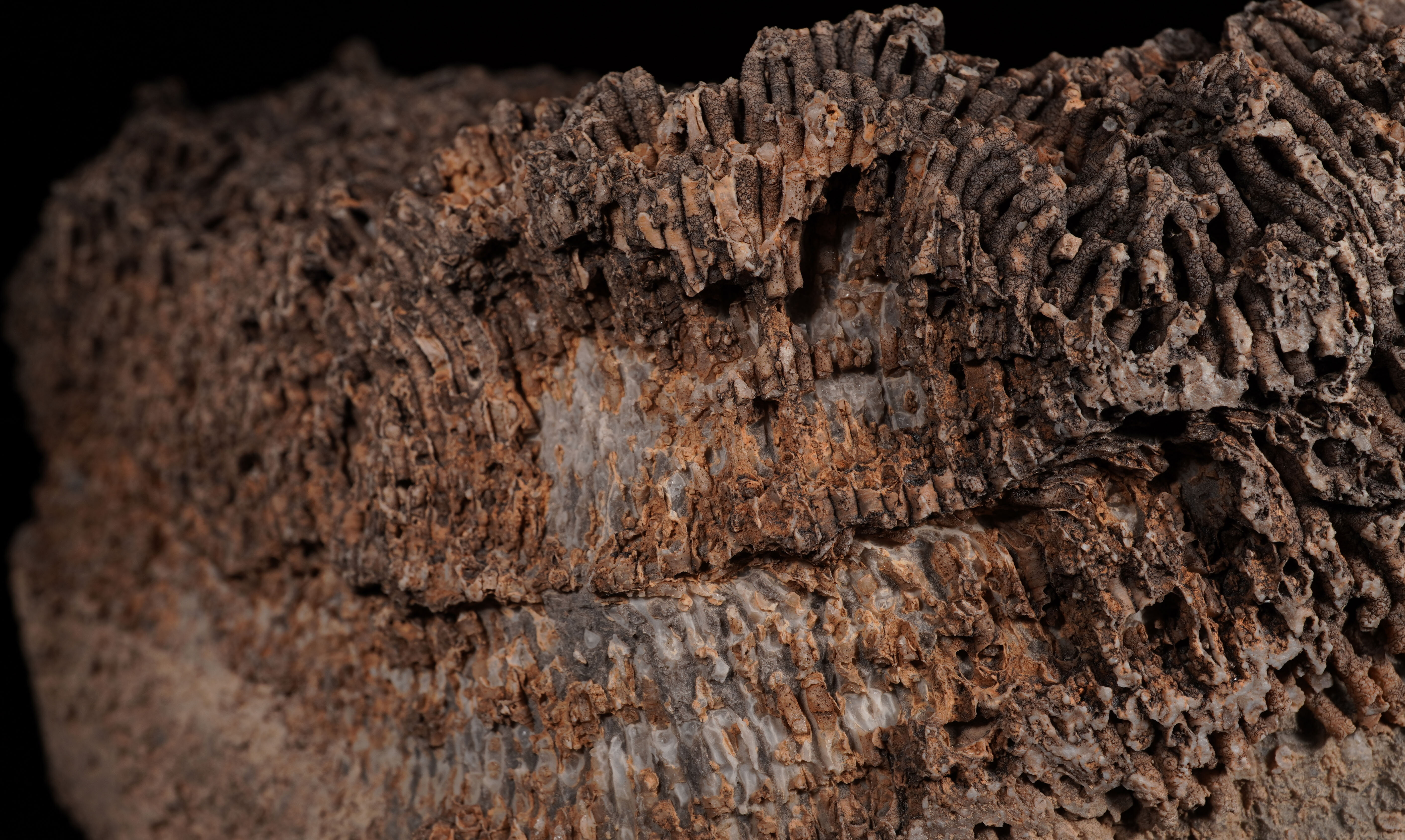Las Vegas fossils - Member Collections - The Fossil Forum