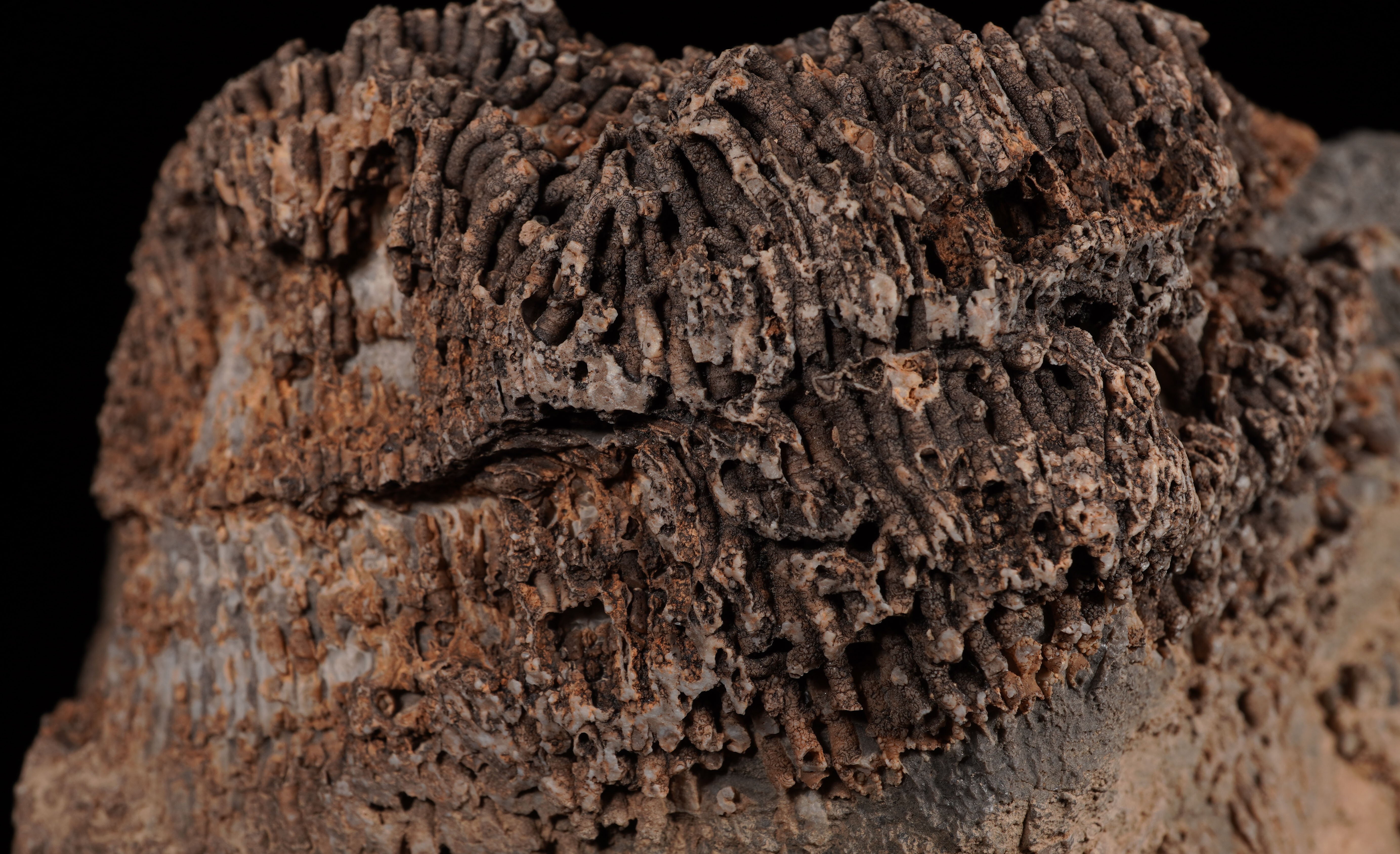 Las Vegas fossils - Member Collections - The Fossil Forum