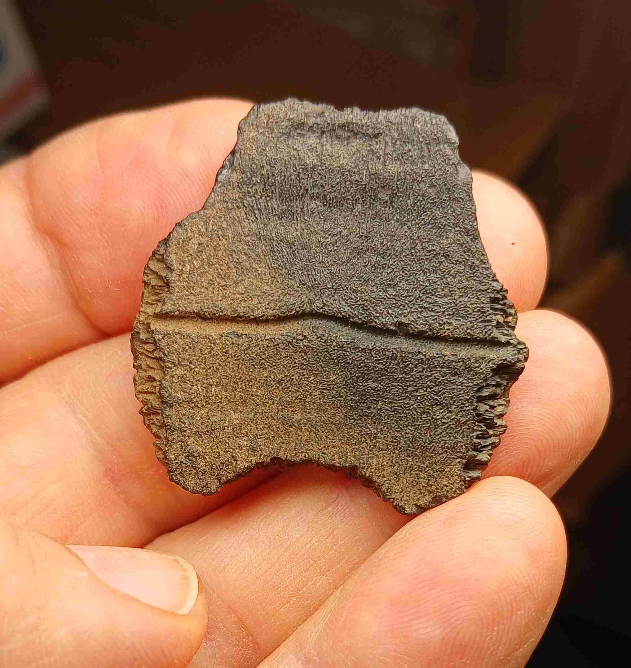 Florida Turtle Tortoise neural bone - Fossil ID - The Fossil Forum