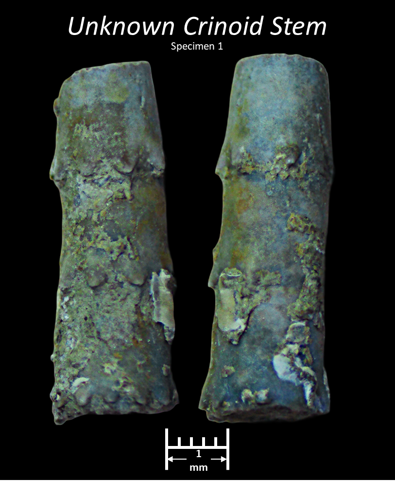 Crinoid Stem Help - Fossil ID - The Fossil Forum