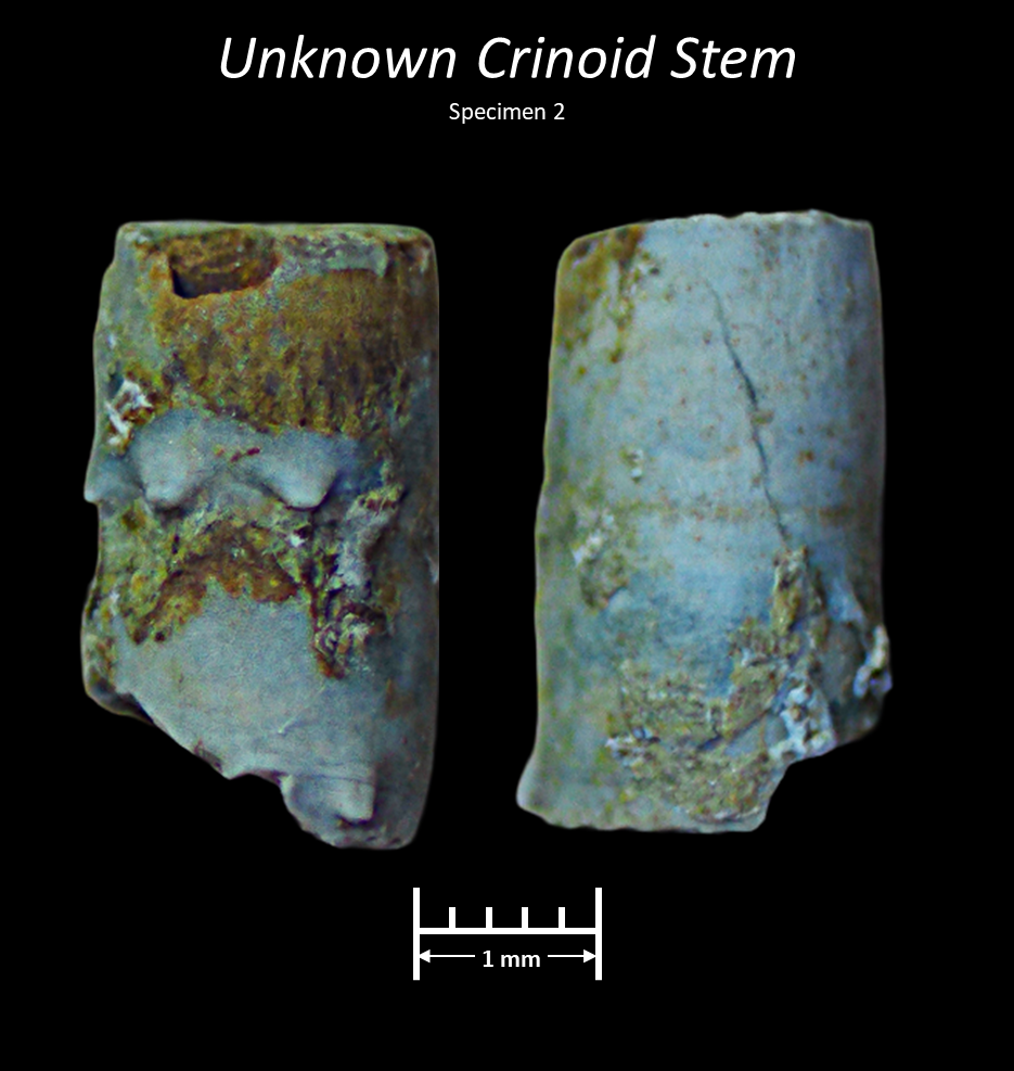 Crinoid Stem Help - Fossil ID - The Fossil Forum