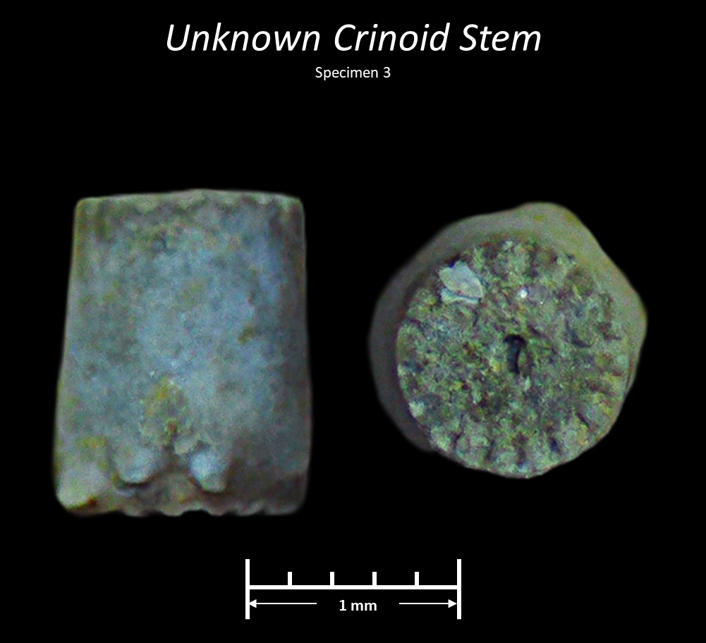 Crinoid Stem Help - Fossil ID - The Fossil Forum