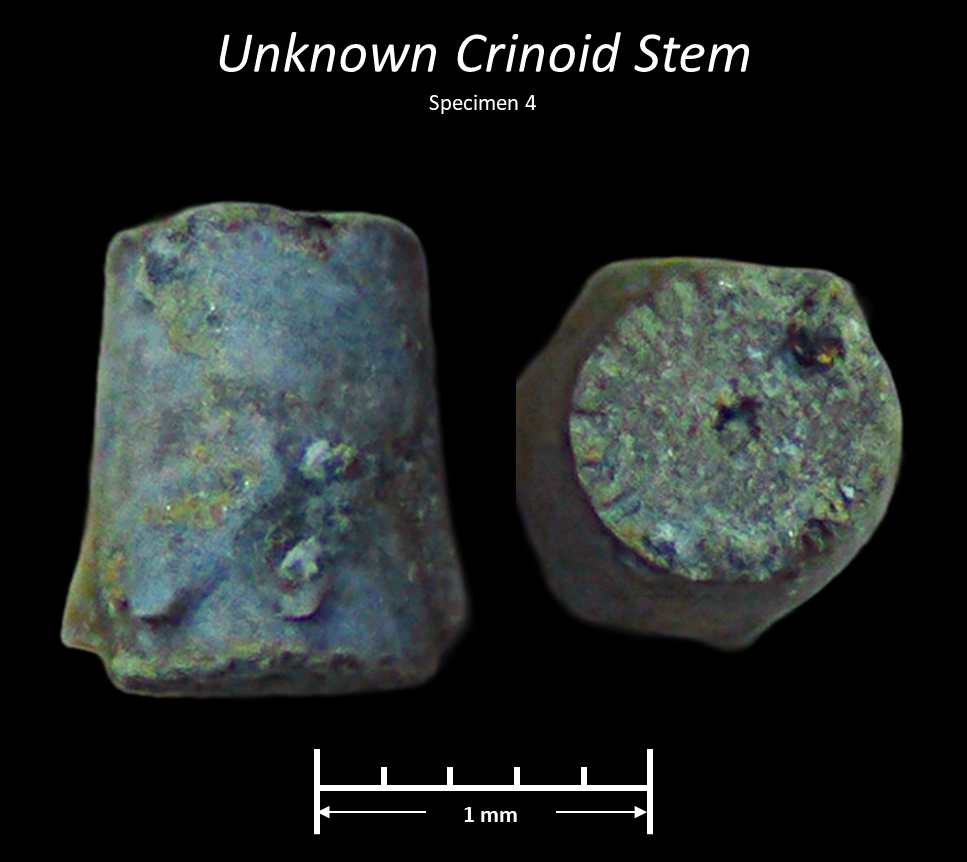 Crinoid Stem Help - Fossil ID - The Fossil Forum