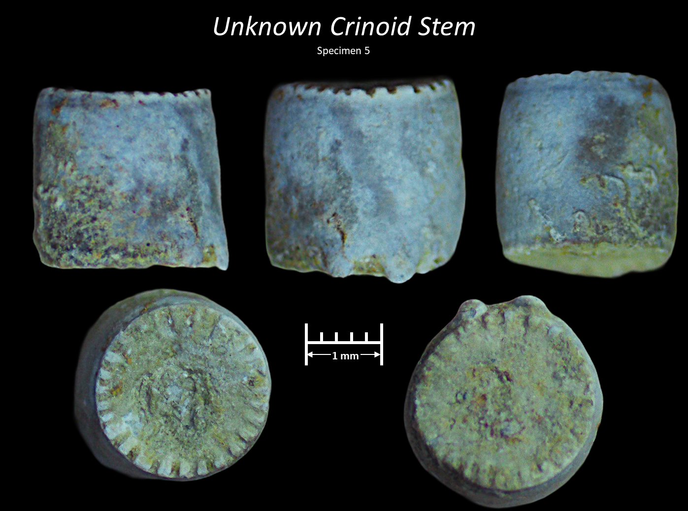 Crinoid Stem Help - Fossil ID - The Fossil Forum