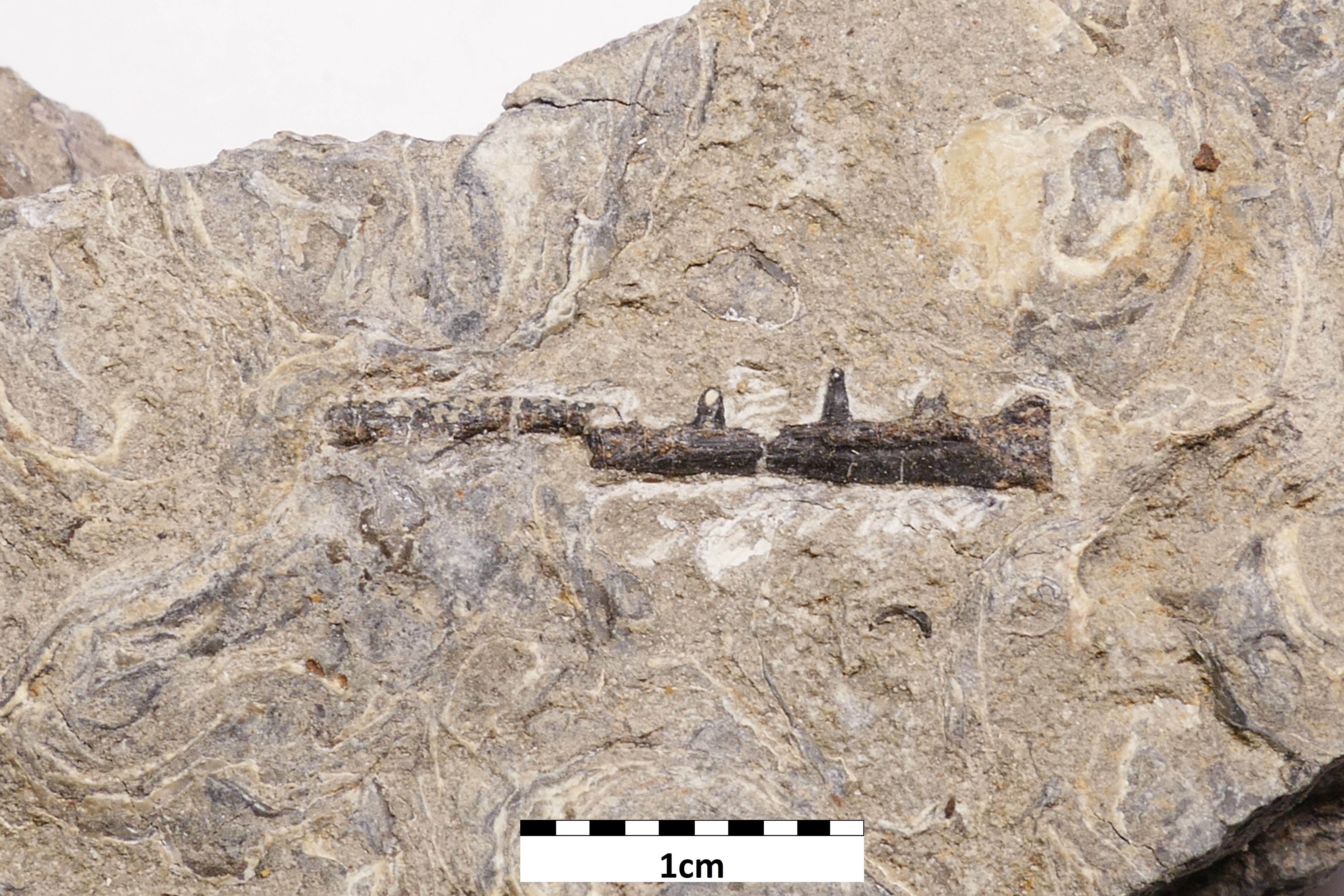 Fish jaw? Vectis Formation, Lower Cretaceous, Isle of Wight, UK ...