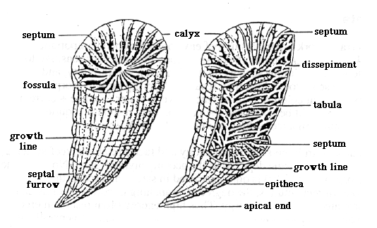 Syringopora? - Fossil ID - The Fossil Forum