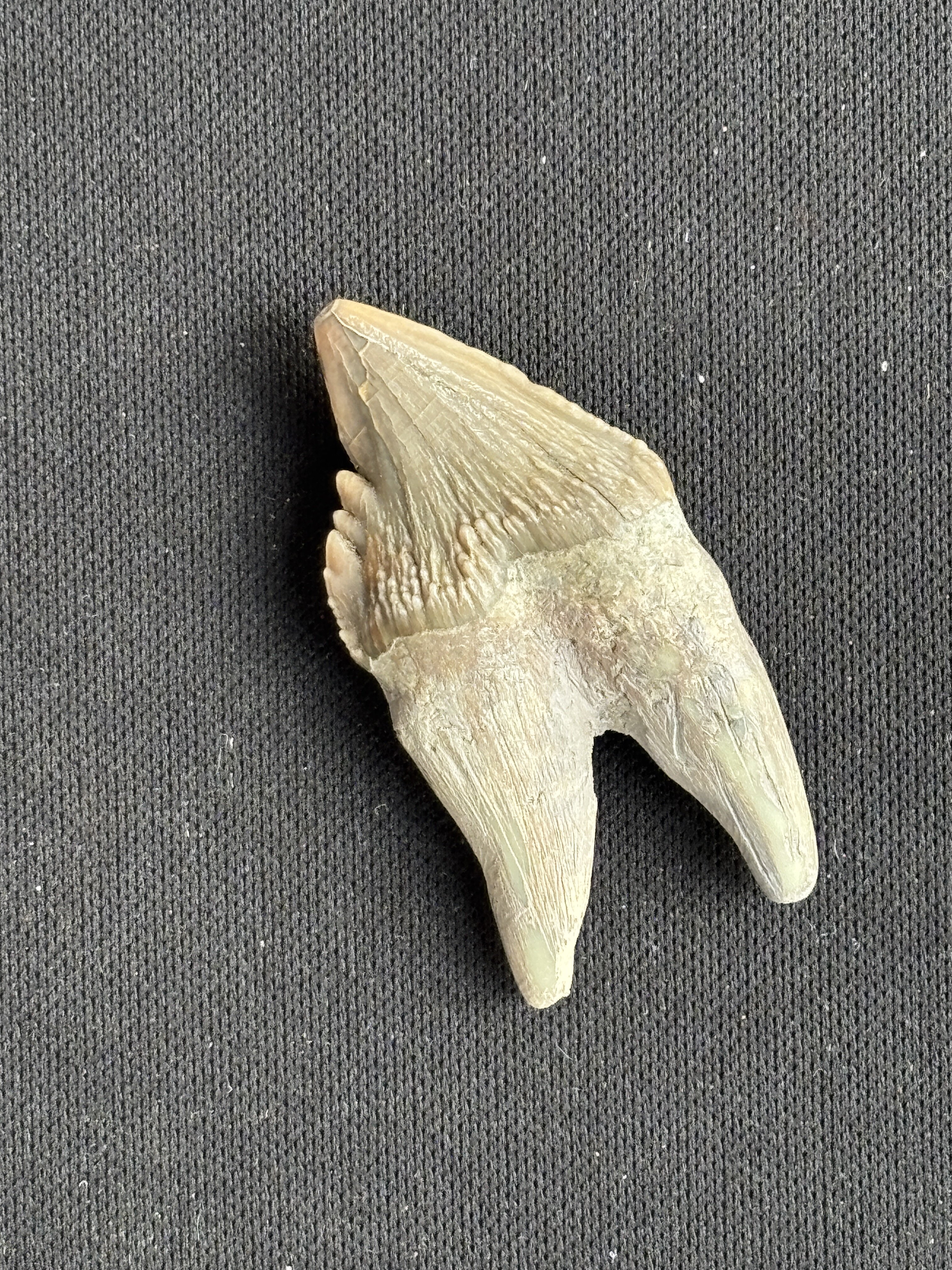 Lee Creek heterodont odontocete, squalodon? - Fossil ID - The Fossil Forum