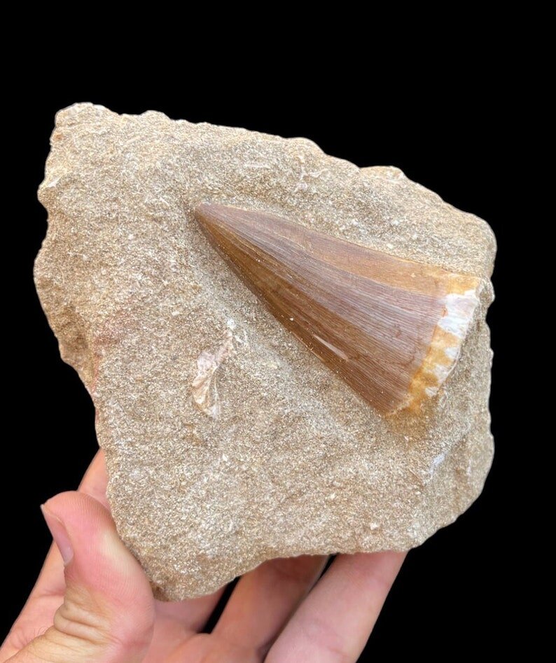 Mosasaur Tooth with Heavy Striations - Fossil ID - The Fossil Forum