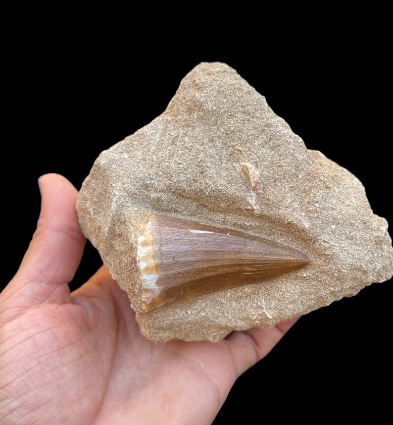 Mosasaur Tooth with Heavy Striations - Fossil ID - The Fossil Forum