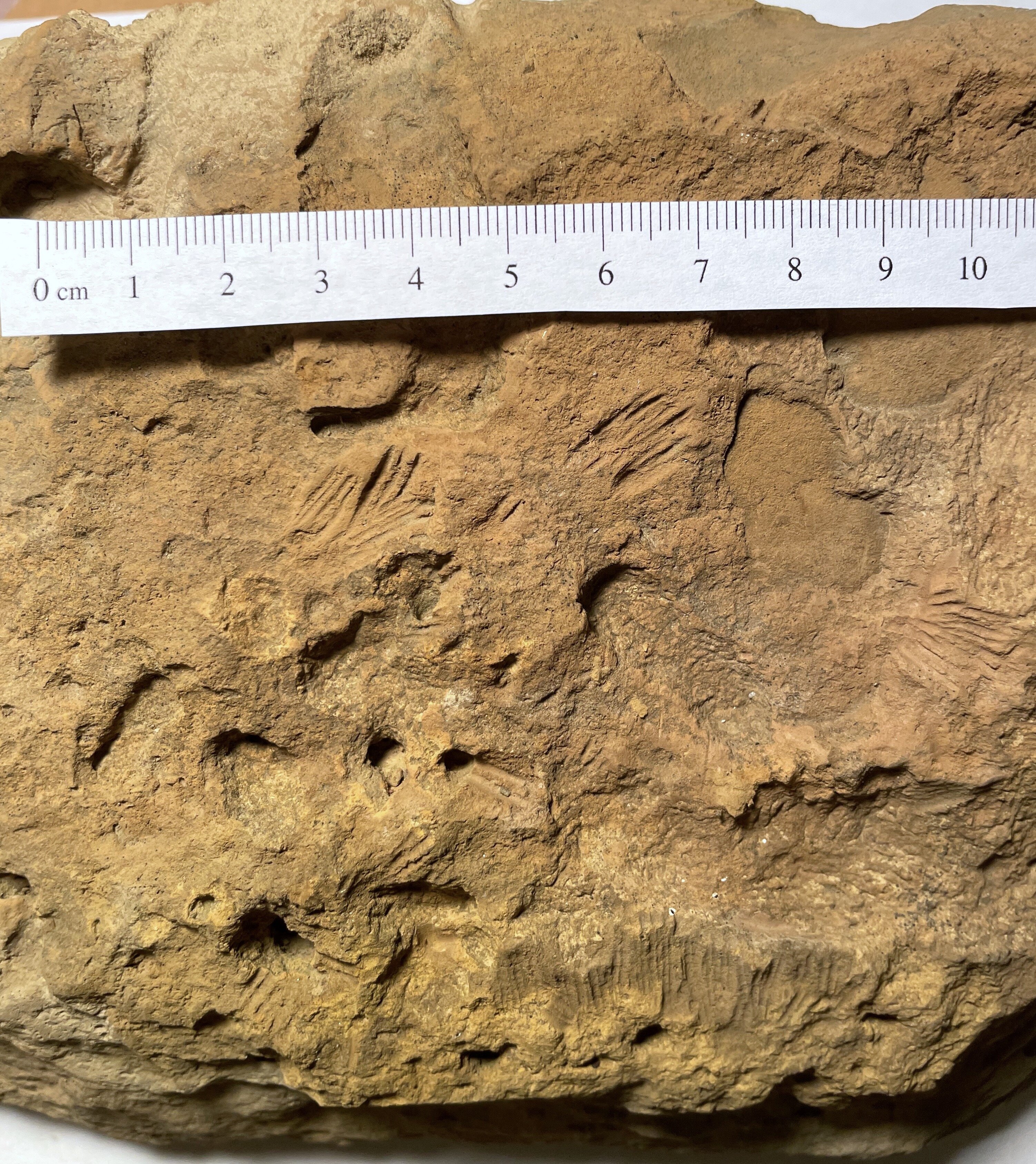 Possible ichnofossil? Found in Mid-Devonian area, Roanoke, VA USA ...