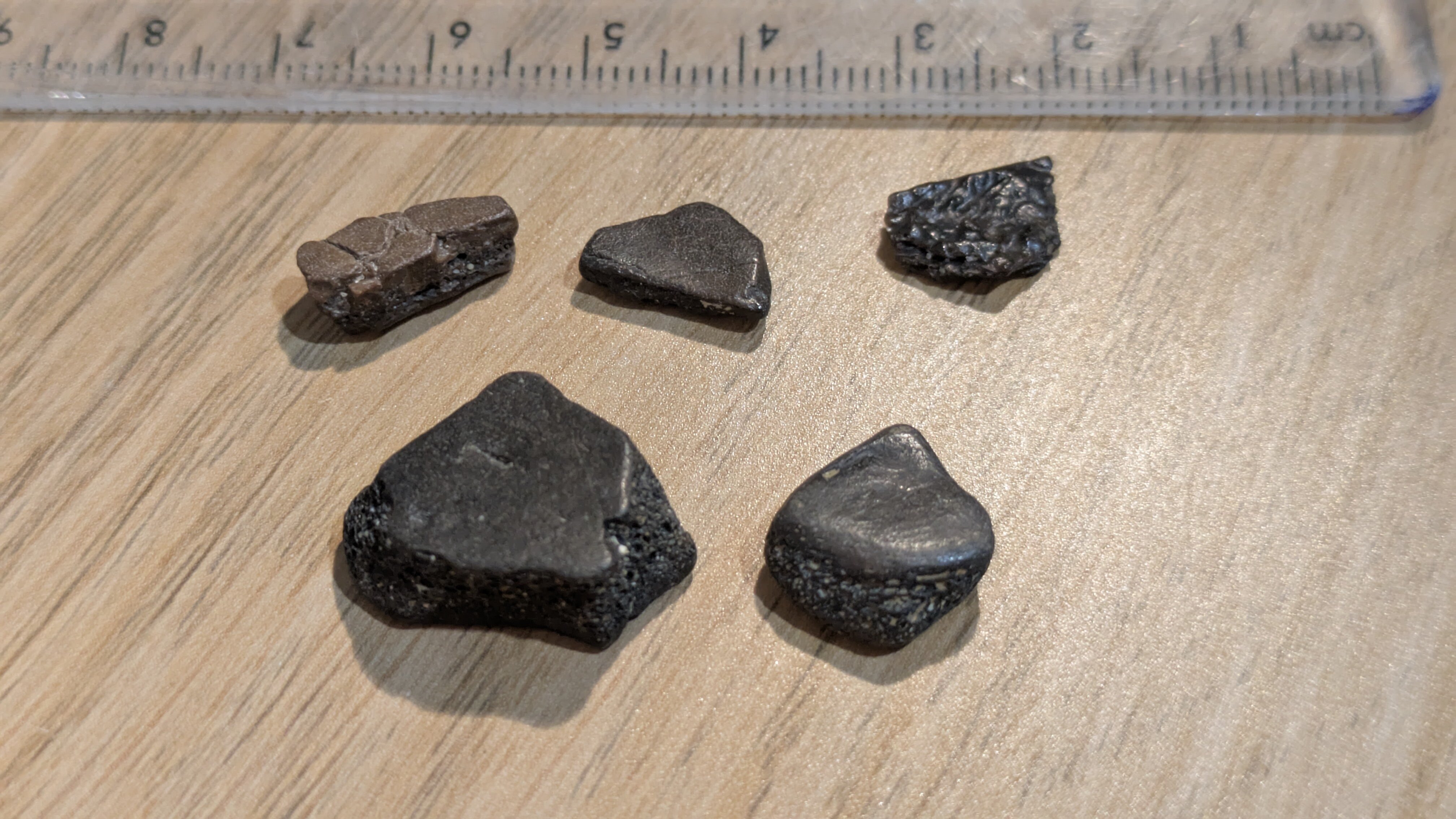 Turtle shells from Fort Victoria, Isle of Wight, UK - Fossil ID - The ...
