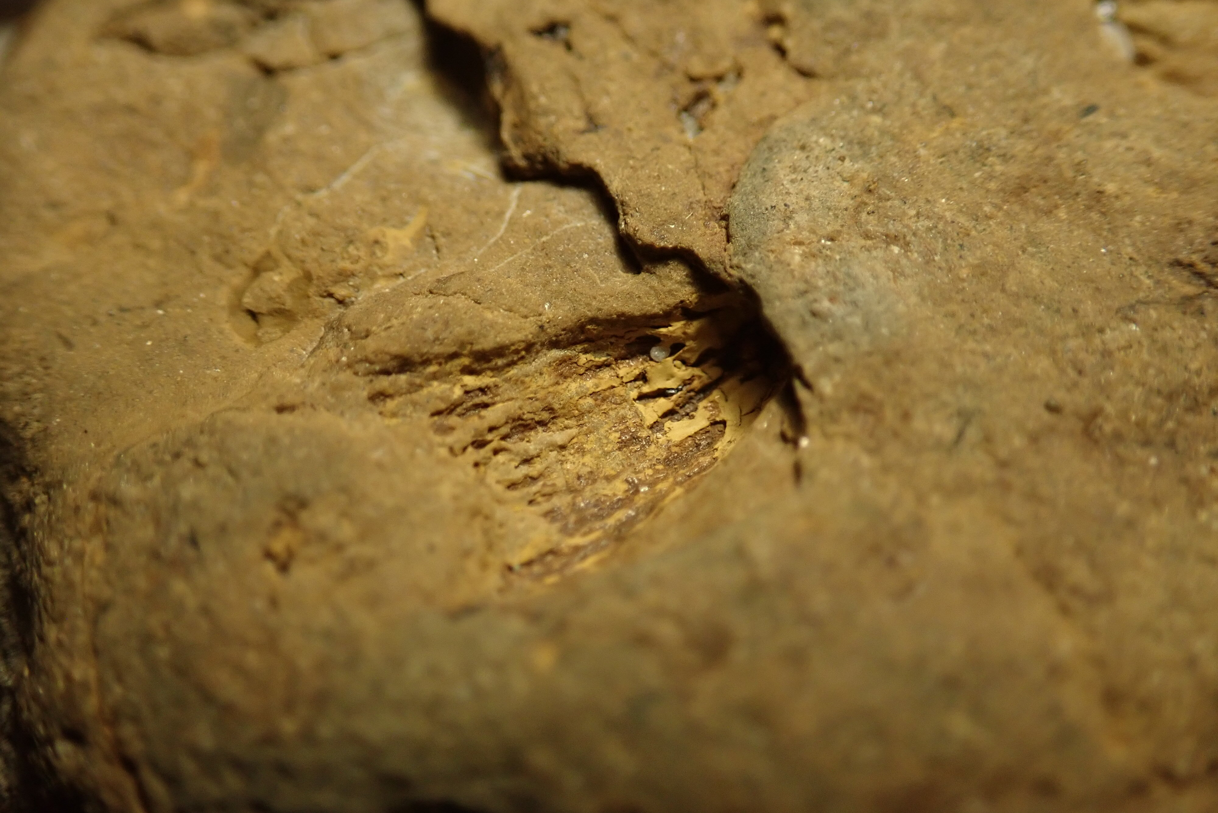 Tooth or Coral? - Fossil ID - The Fossil Forum