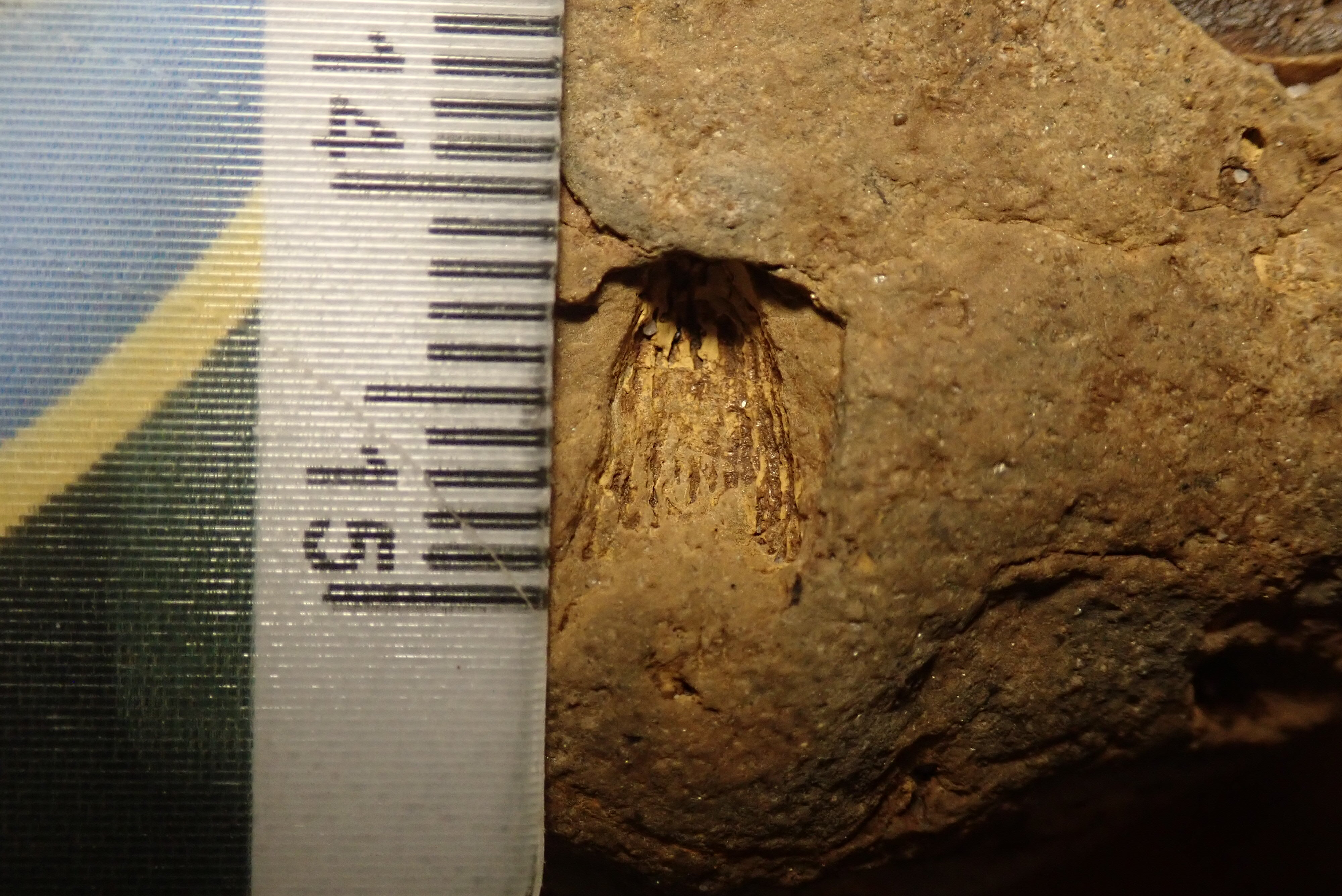 Tooth or Coral? - Fossil ID - The Fossil Forum
