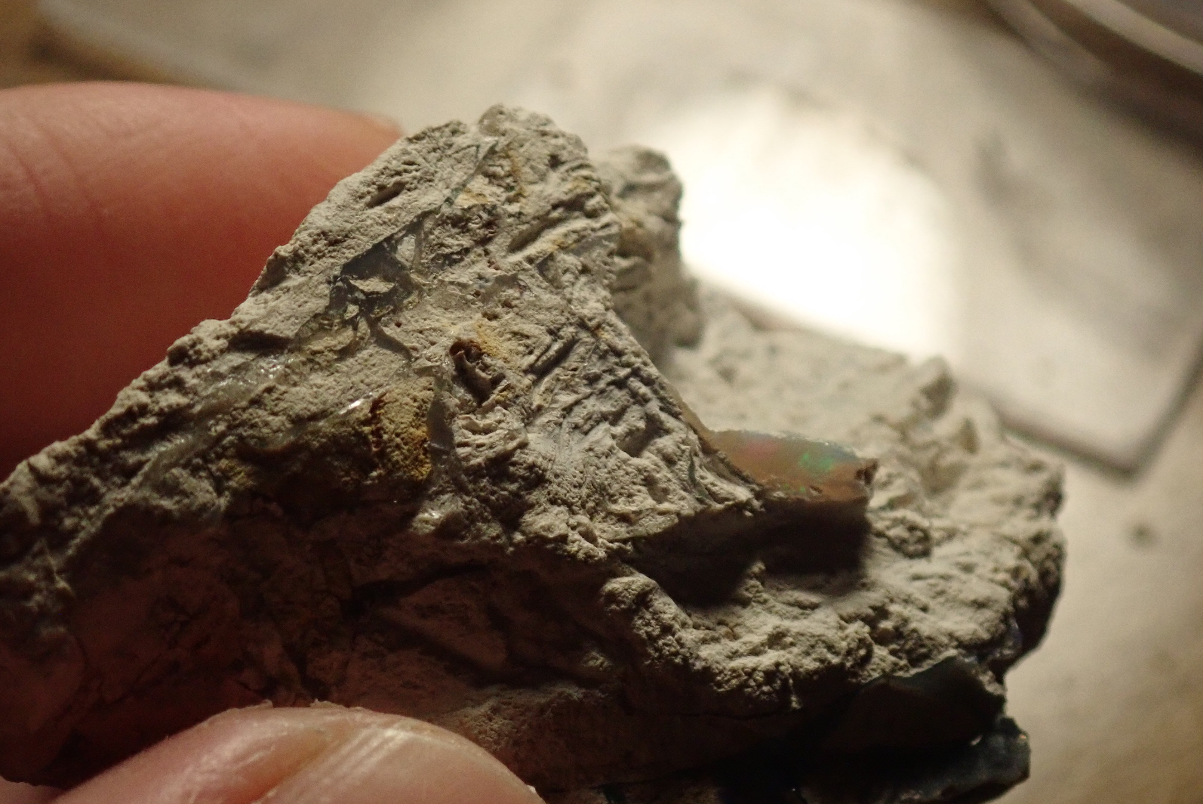 Opalized Ankylosaur Osteoderm? - Fossil ID - The Fossil Forum