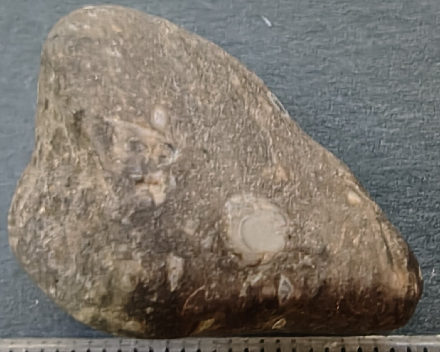 LE1 cf. Syringopora sp. Colonial Tabulate Coral - Pennsylvania - The ...