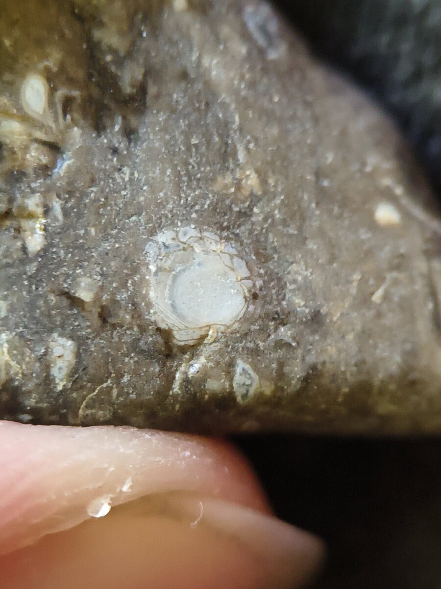 LE1 cf. Syringopora sp. Colonial Tabulate Coral - Pennsylvania - The ...