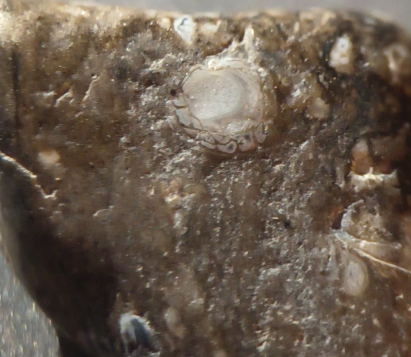LE1 cf. Syringopora sp. Colonial Tabulate Coral - Pennsylvania - The ...