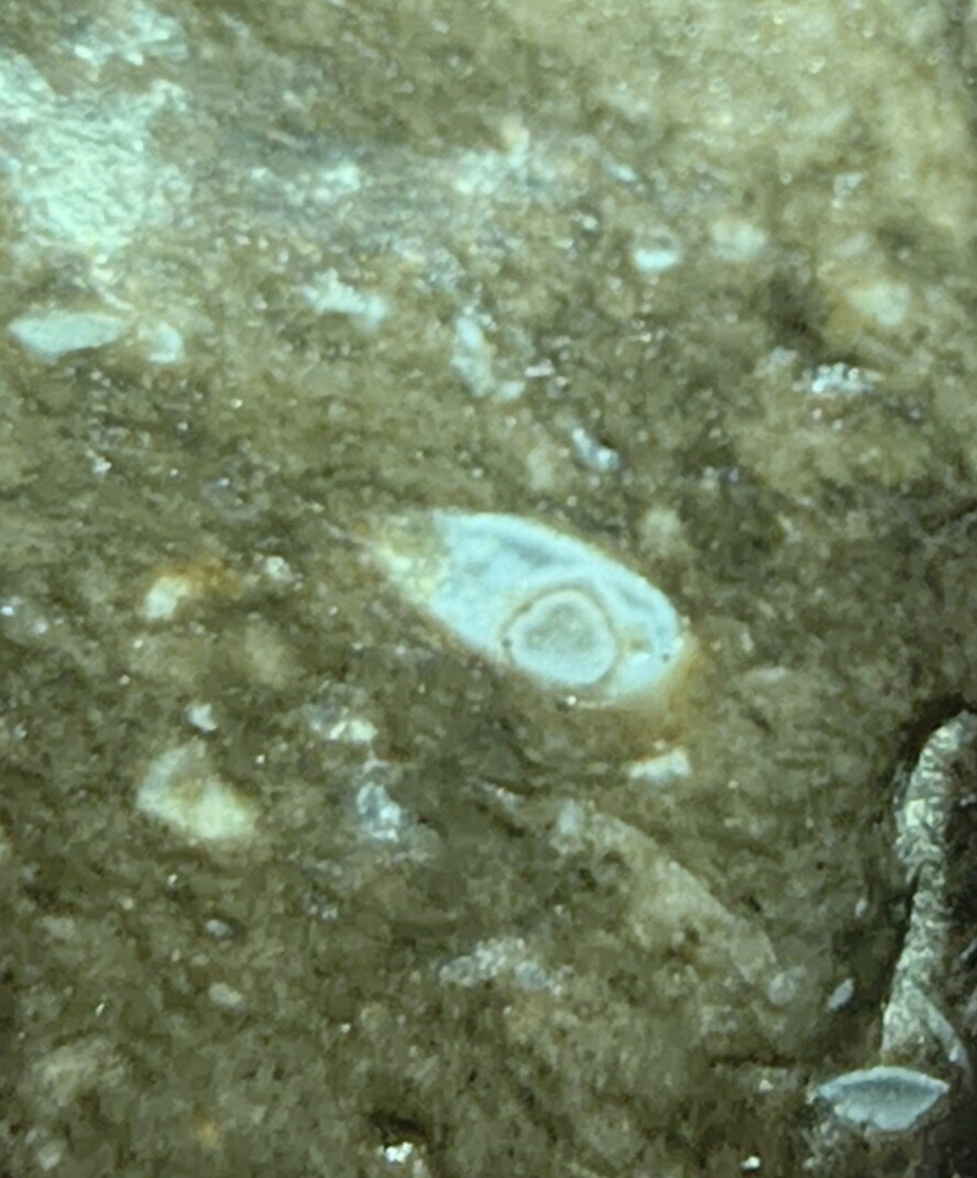 LE1 cf. Syringopora sp. Colonial Tabulate Coral - Pennsylvania - The ...