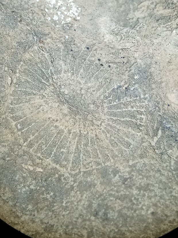 Anaptyctocyathus cribripora - Sponges - The Fossil Forum