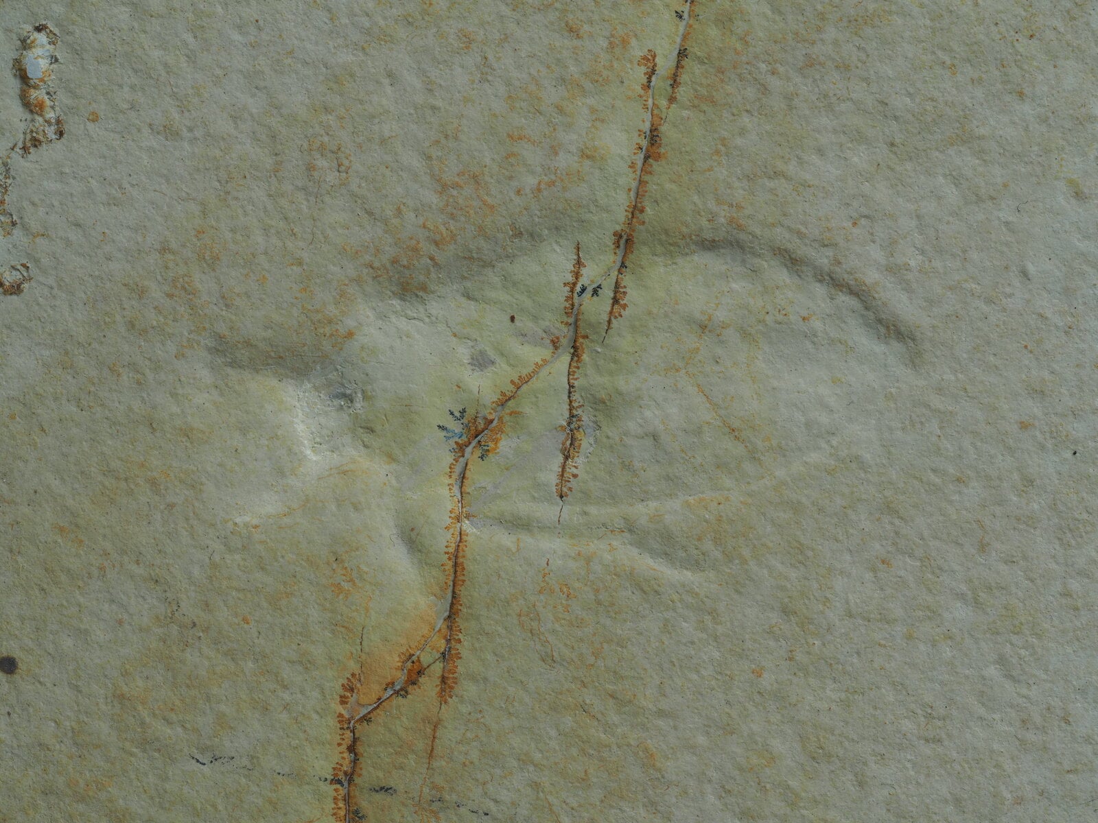 Gallery - The Fossil Forum