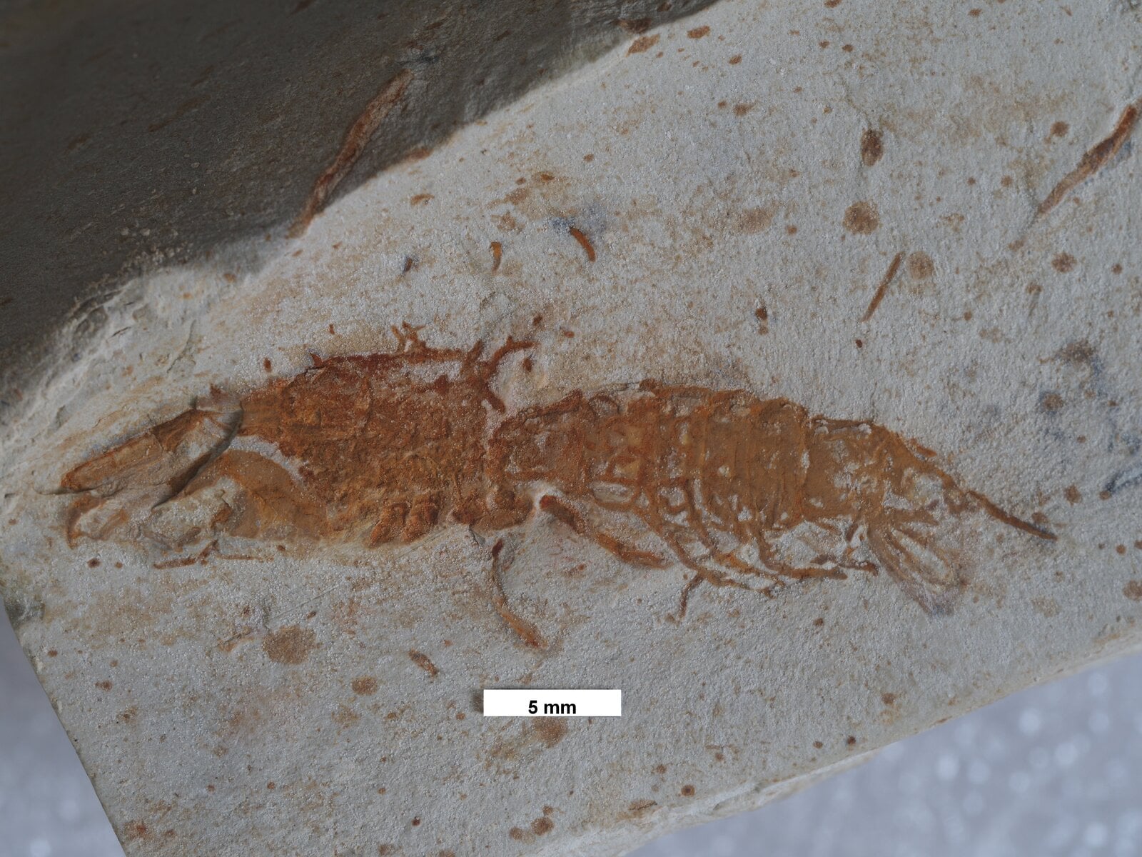 Crustacea non det - Member Collections - The Fossil Forum