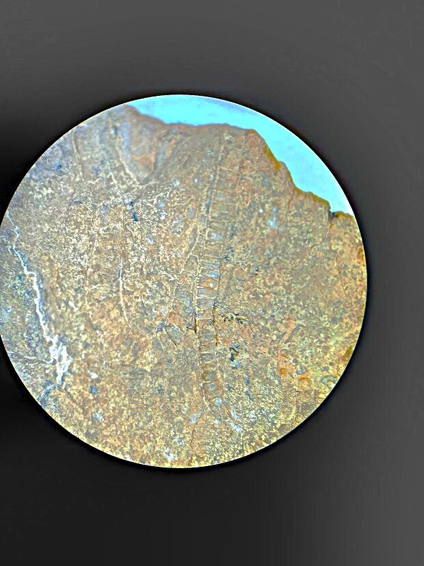 Coscinoptycta convoluta 2 Edited - Sponges - The Fossil Forum