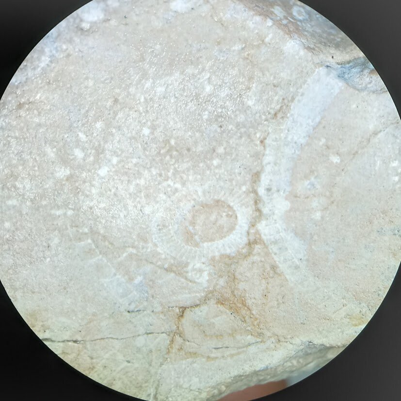 Ethmocyathus lineatus - Sponges - The Fossil Forum