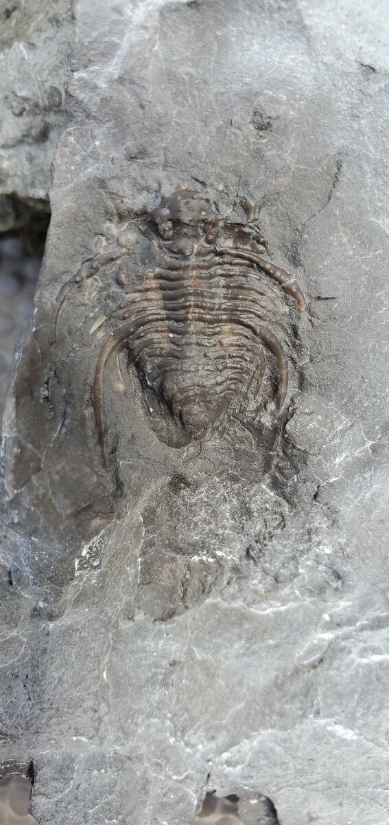 Cybeloides plana - Trilobites - The Fossil Forum