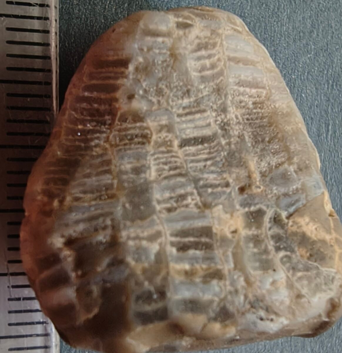 LE2 Favosites sp. Colonial Tabulate Coral - Pennsylvania - The Fossil Forum