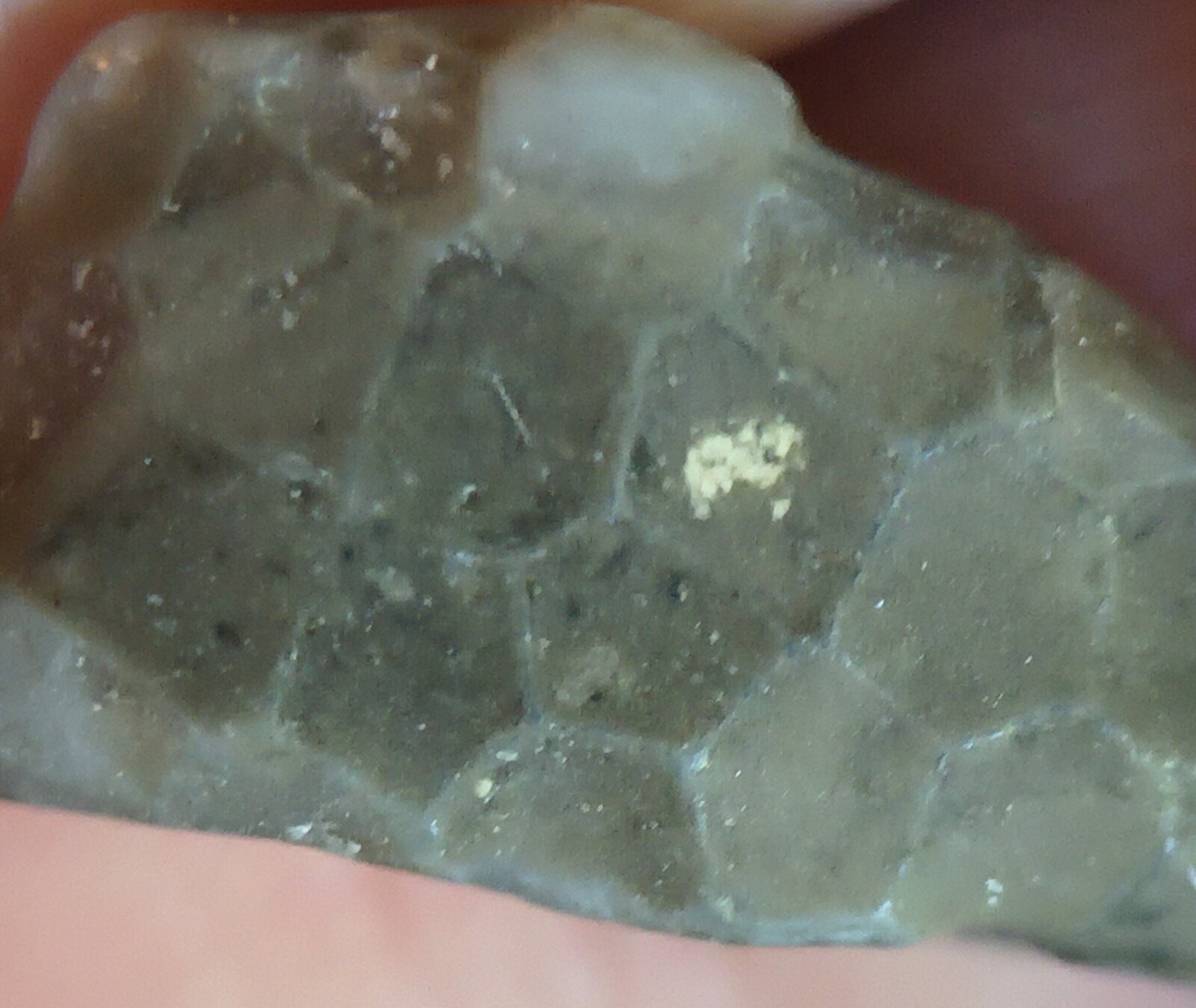 LE4 Favosites sp. Colonial Tabulate Coral - Pennsylvania - The Fossil Forum