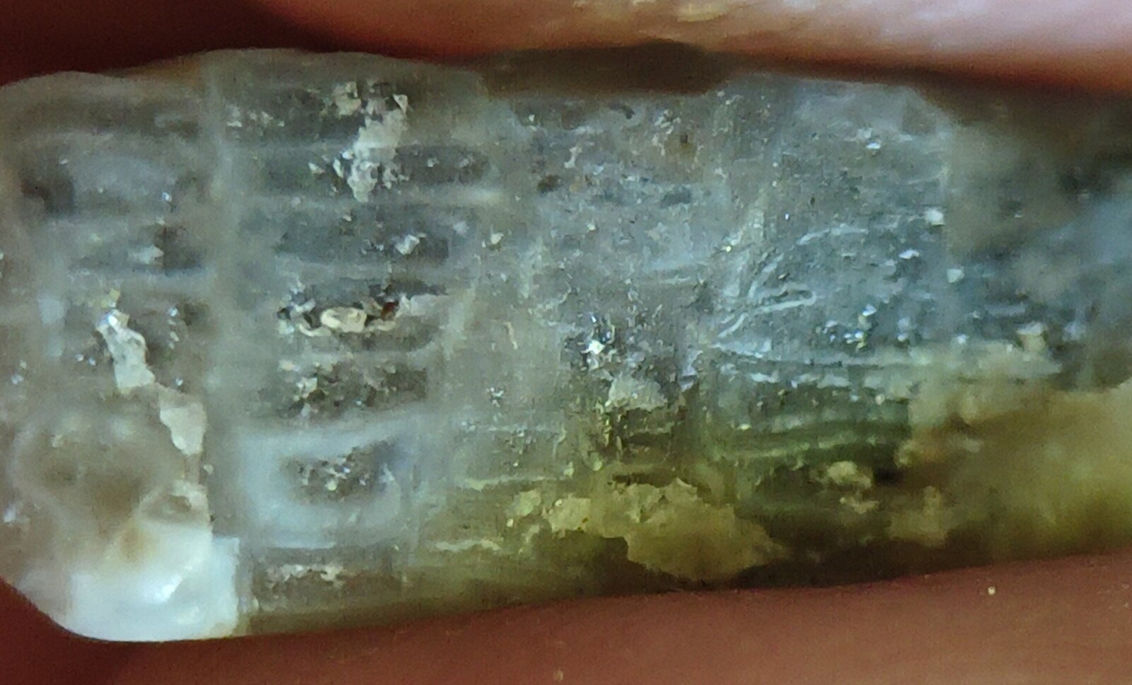 LE4 Favosites sp. Colonial Tabulate Coral - Pennsylvania - The Fossil Forum