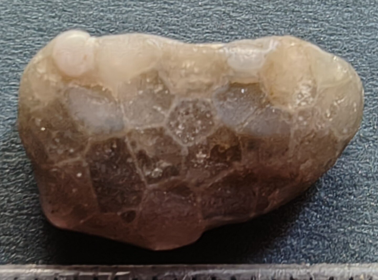 LE4 Favosites sp. Colonial Tabulate Coral - Pennsylvania - The Fossil Forum