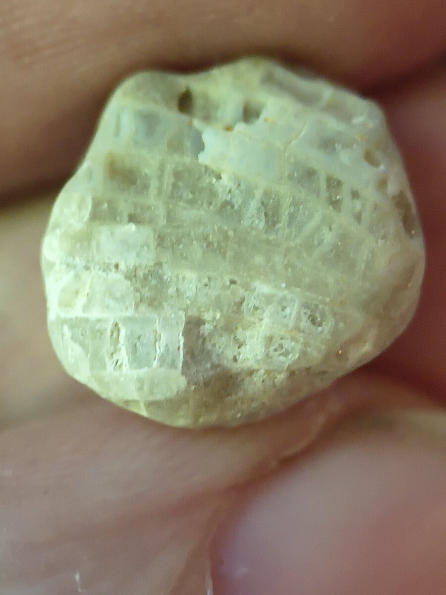 LE5 Favosites sp. Colonial Tabulate Coral - Pennsylvania - The Fossil Forum