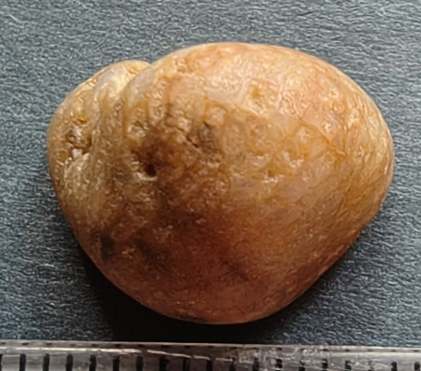 LE6 Favosites sp. Colonial Tabulate Coral - Pennsylvania - The Fossil Forum