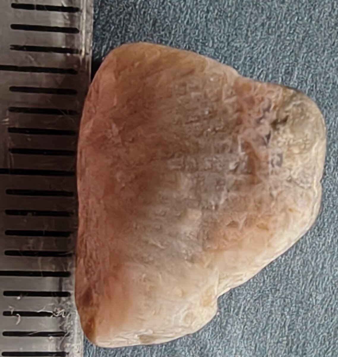 LE7 Favosites sp. Colonial Tabulate Coral - Pennsylvania - The Fossil Forum