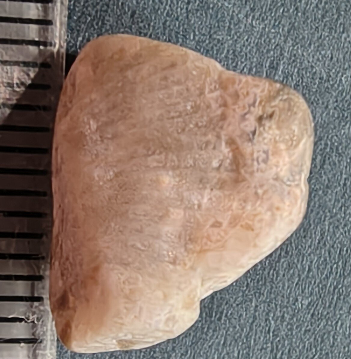 LE7 Favosites sp. Colonial Tabulate Coral - Pennsylvania - The Fossil Forum