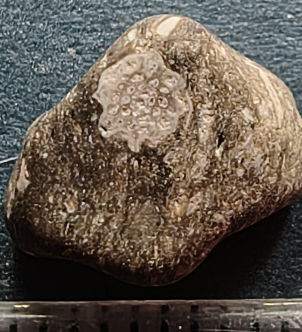 LE8 Trepostome Bryozoan cf. Prasopora sp. Colonial Stenolaemate ...