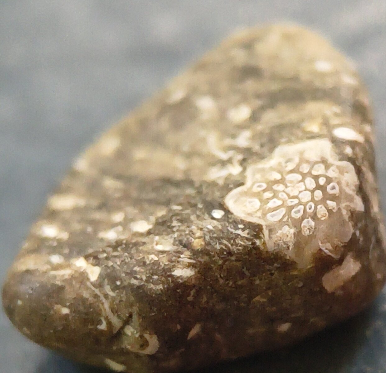 LE8 Trepostome Bryozoan cf. Prasopora sp. Colonial Stenolaemate ...