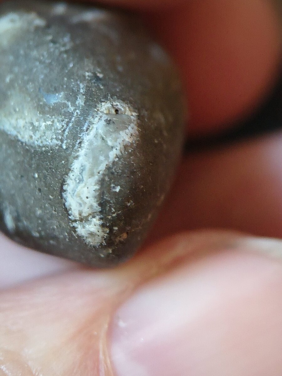 LE10 Fossil Packstone Worn specimen containing possible crinoids ...