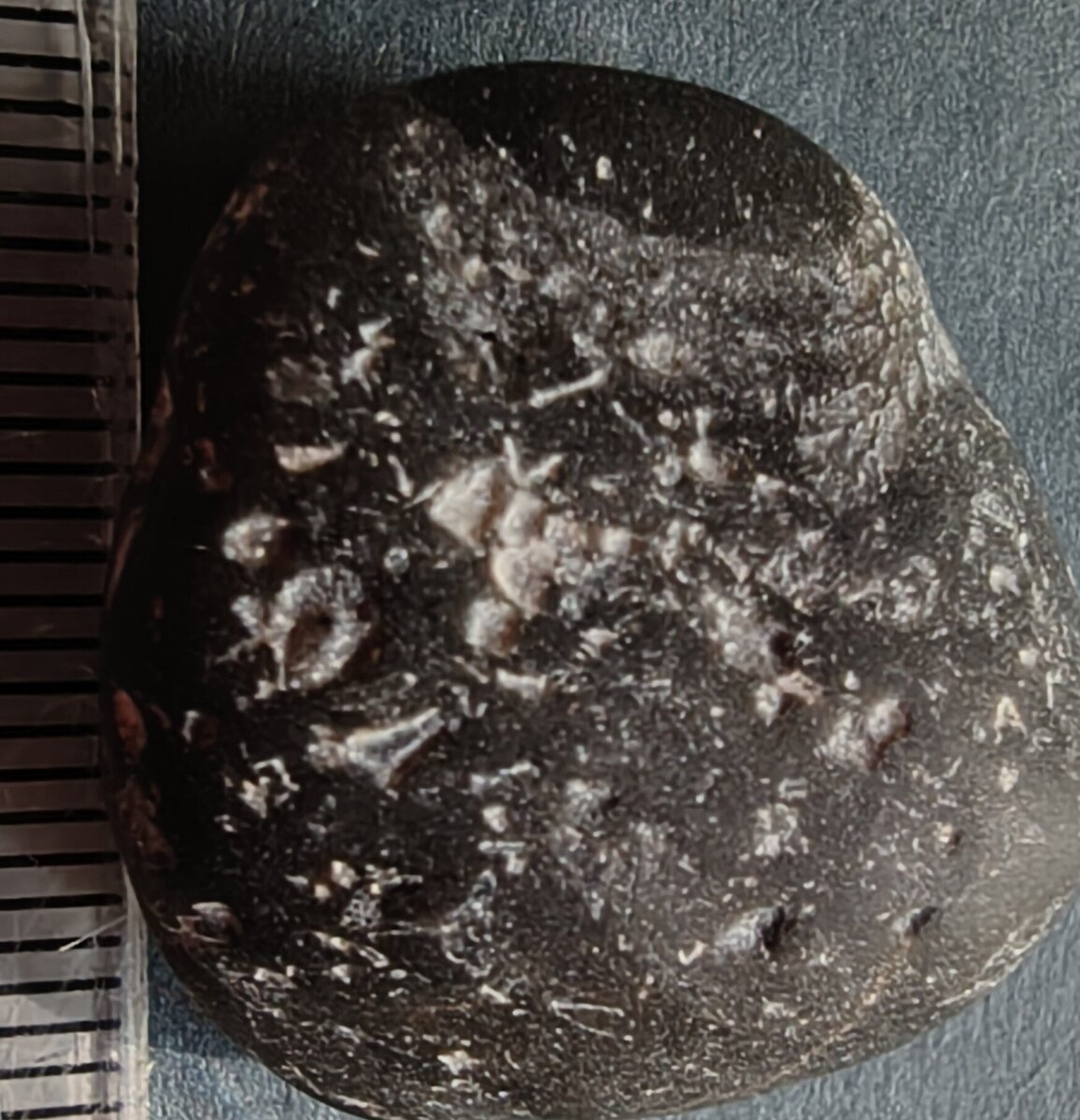 LE11 bryozoans, crinoids, brachiopod fragments, tabulate Coral cf ...
