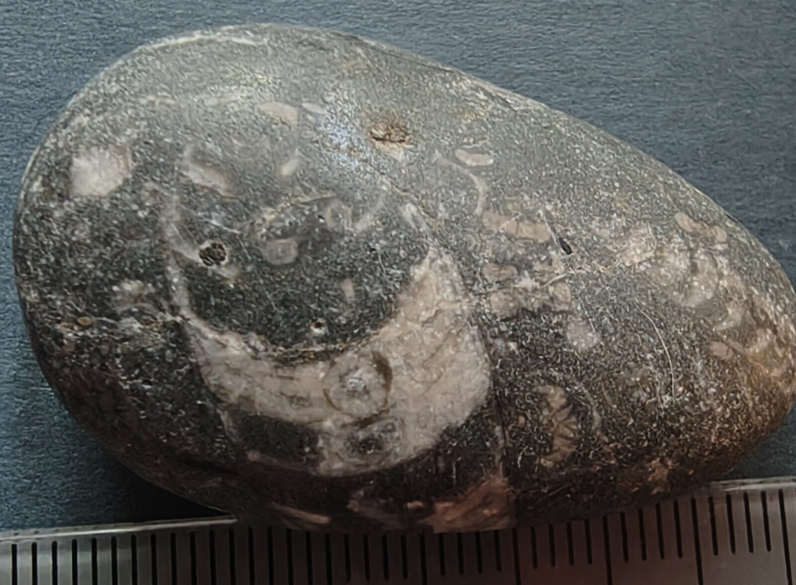 LE12 Orthoconic Cephalopod - Pennsylvania - The Fossil Forum