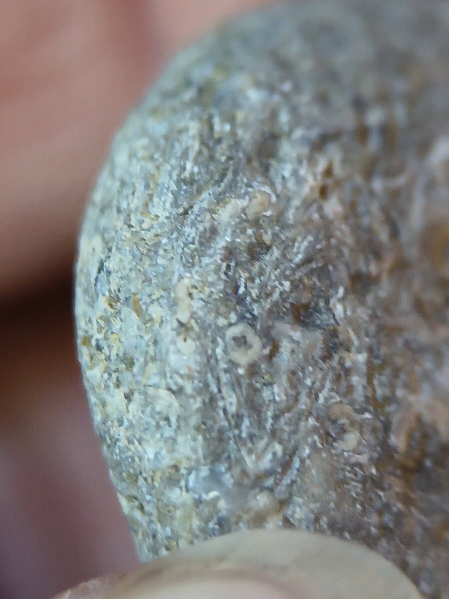 LE14 Crinoid Columnal-Rich Packstone Containing numerous columnals ...