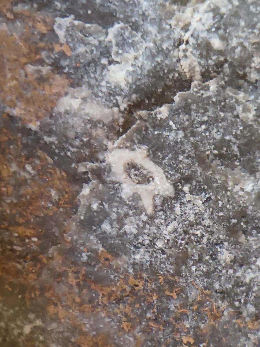 LE17 Crinoid Fragments - Pennsylvania - The Fossil Forum