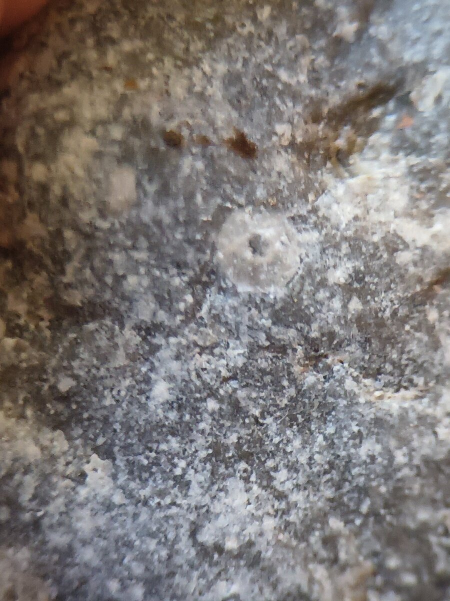 LE17 Crinoid Fragments - Pennsylvania - The Fossil Forum