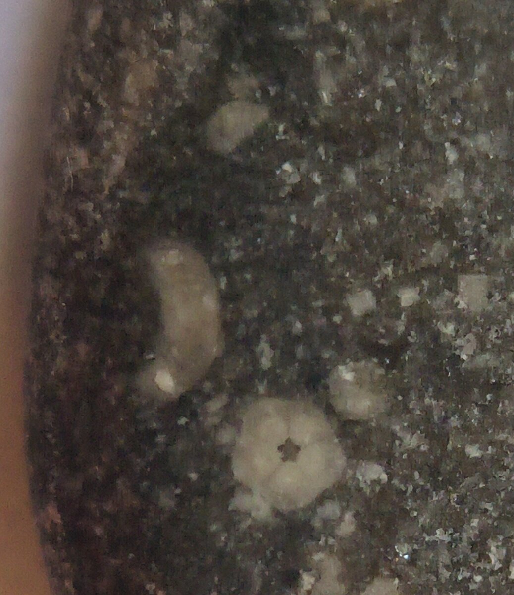 LE20 Crinoid Columnal (includes Pentalobate Lumen Cross-Section ...
