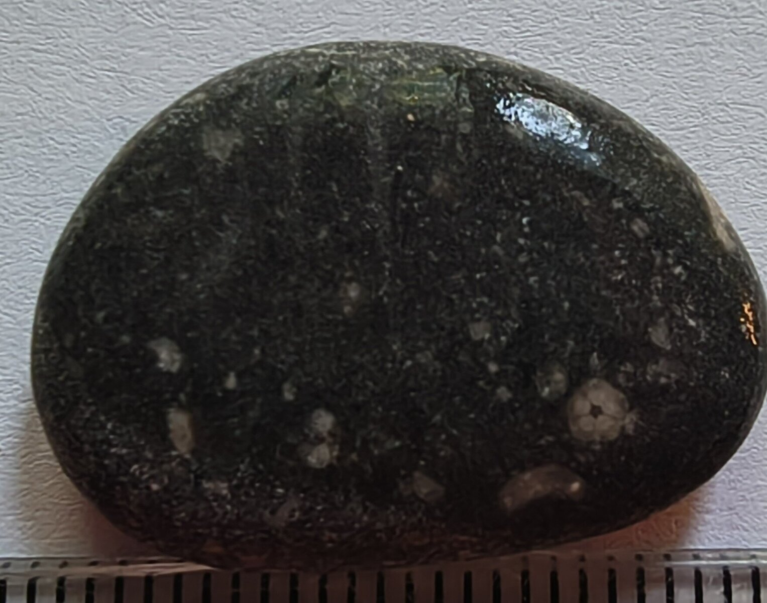 LE20 Crinoid Columnal (includes Pentalobate Lumen Cross-Section ...